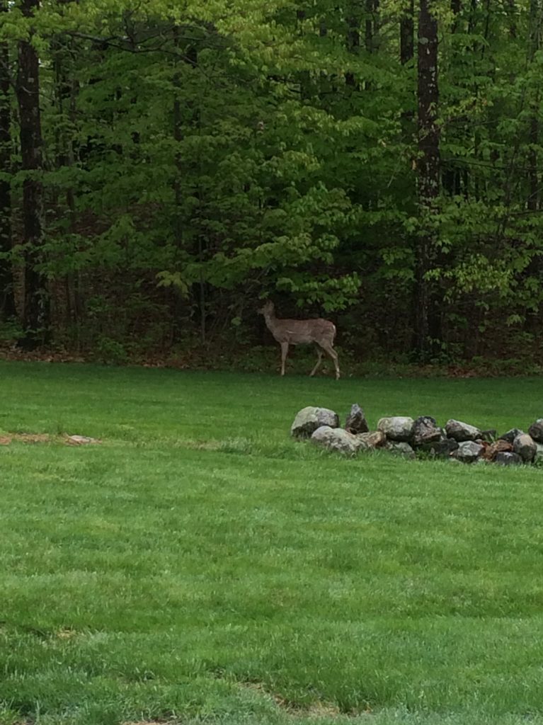 Deer crossing In upstate New York vídeo, so sweet!! - The Mainechica